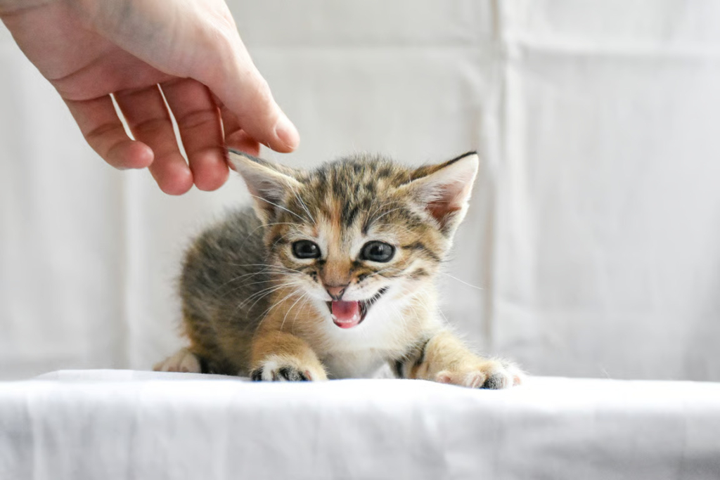 Panduan dan Rekomendasi Makanan Basah untuk Anak Kucing | Media Reputasi
